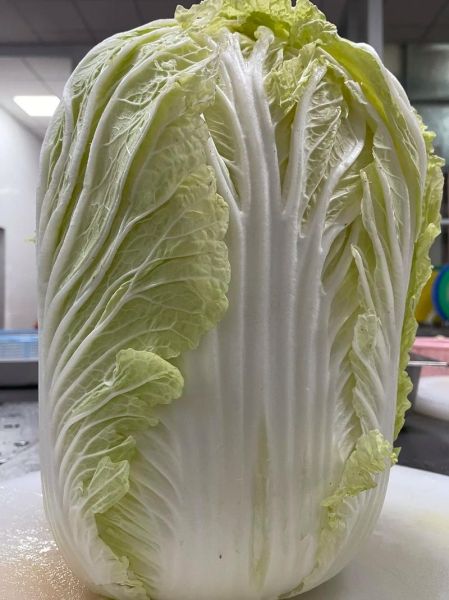 大白菜怎么保存不烂_大白菜图片怎么拍好看-第2张图片-山城妙识 大白菜怎么保存不烂_大白菜图片怎么拍好看-第2张图片-山城妙识