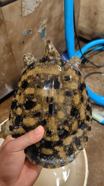 野生甲鱼图片大全_如何分辨真假野生甲鱼-第3张图片-山城妙识