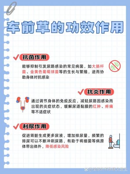 车前草治什么病_车前草能治尿路感染吗-第1张图片-山城妙识 车前草治什么病_车前草能治尿路感染吗-第1张图片-山城妙识