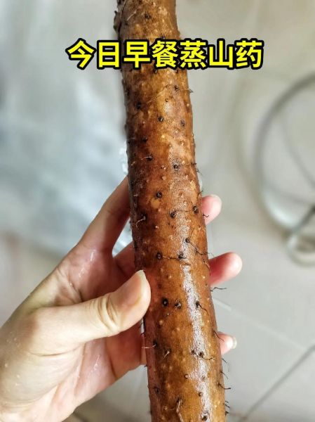 蒸山药的做法_蒸山药需要多长时间-第1张图片-山城妙识
