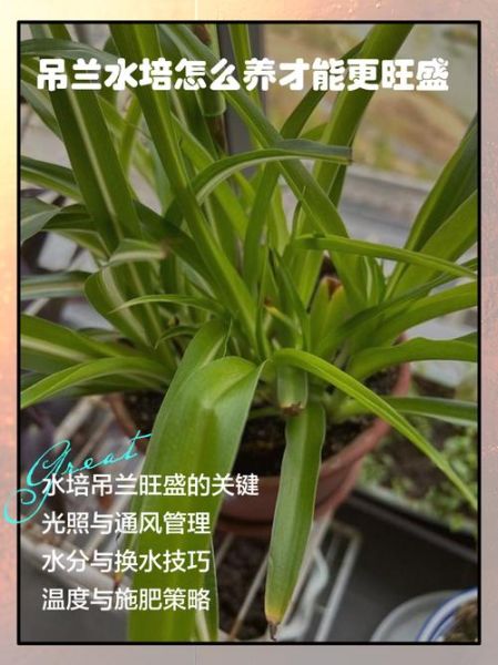 吊兰怎么养才能更旺盛_吊兰多久浇一次水-第2张图片-山城妙识
