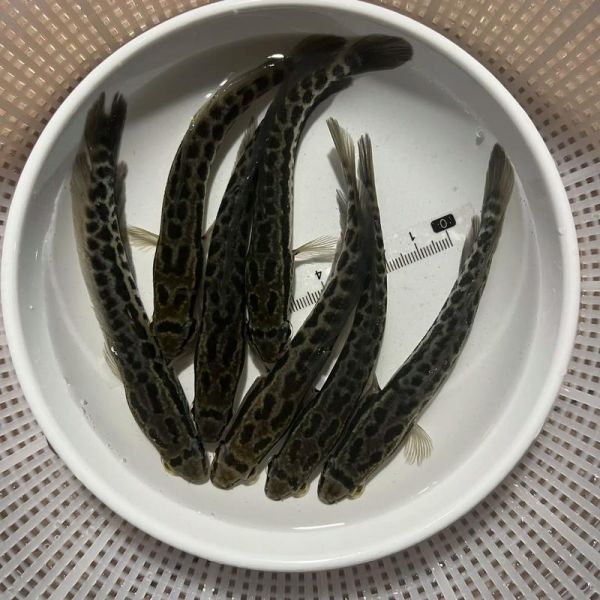 乌鳢鱼怎么做好吃_乌鳢鱼的营养价值-第2张图片-山城妙识