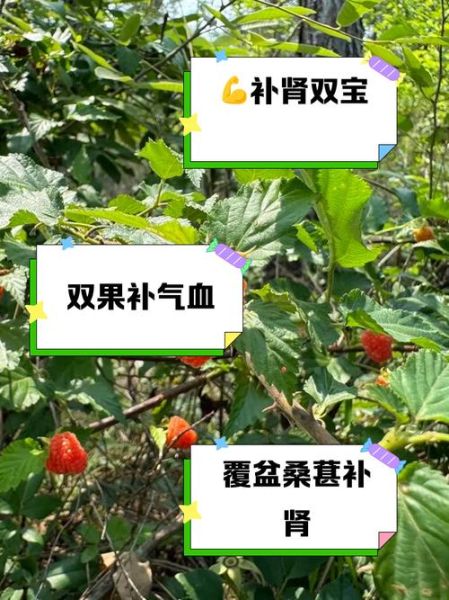 覆盆子叶茶的功效与作用_孕妇可以喝吗-第1张图片-山城妙识