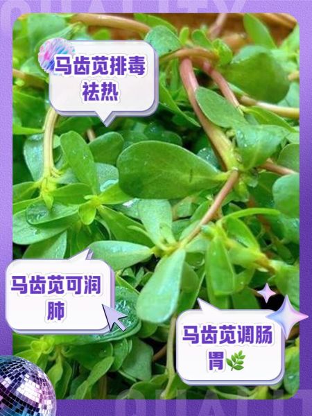 吃马齿苋有什么好处_马齿苋的副作用有哪些-第1张图片-山城妙识