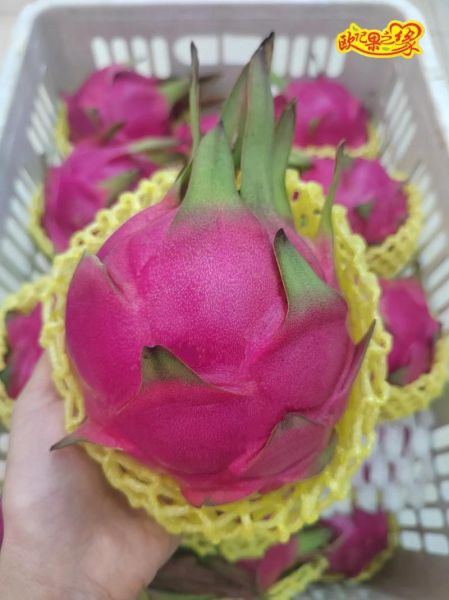 红肉火龙果的功效与作用_红肉火龙果能减肥吗-第2张图片-山城妙识 红肉火龙果的功效与作用_红肉火龙果能减肥吗-第2张图片-山城妙识