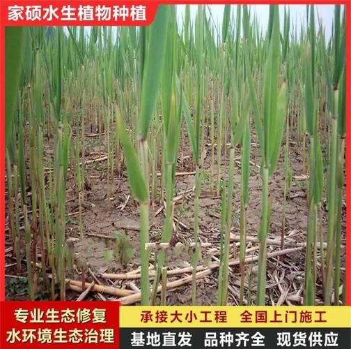 芦苇草怎么种植_芦苇草有哪些用途-第1张图片-山城妙识 芦苇草怎么种植_芦苇草有哪些用途-第1张图片-山城妙识