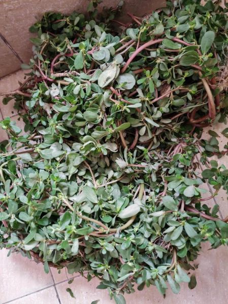 马齿苋蒸菜怎么做_马齿苋蒸菜需要焯水吗-第1张图片-山城妙识