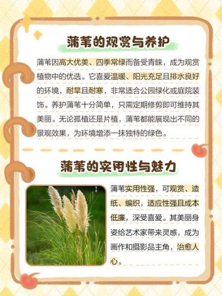 芦苇草怎么种植_芦苇草有哪些用途-第2张图片-山城妙识 芦苇草怎么种植_芦苇草有哪些用途-第2张图片-山城妙识