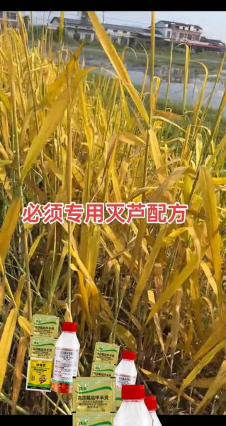 芦苇草怎么种植_芦苇草有哪些用途-第3张图片-山城妙识 芦苇草怎么种植_芦苇草有哪些用途-第3张图片-山城妙识