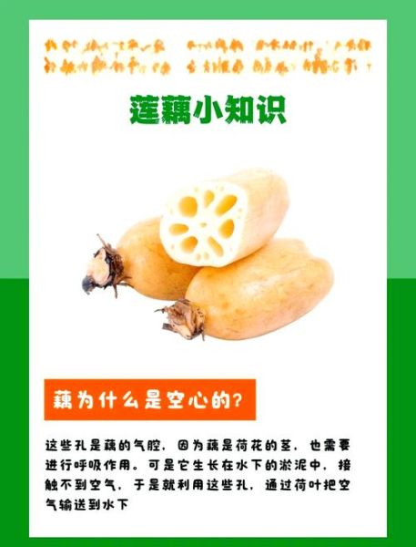 莲藕的功效与作用禁忌_吃莲藕的副作用有哪些-第1张图片-山城妙识 莲藕的功效与作用禁忌_吃莲藕的副作用有哪些-第1张图片-山城妙识