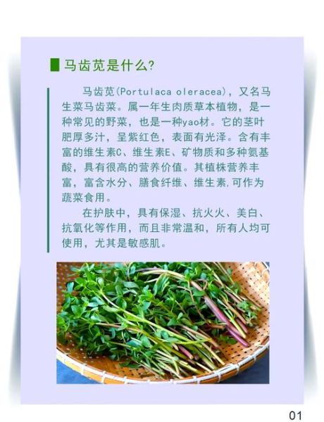 吃马齿苋有什么好处_马齿苋的副作用有哪些-第2张图片-山城妙识