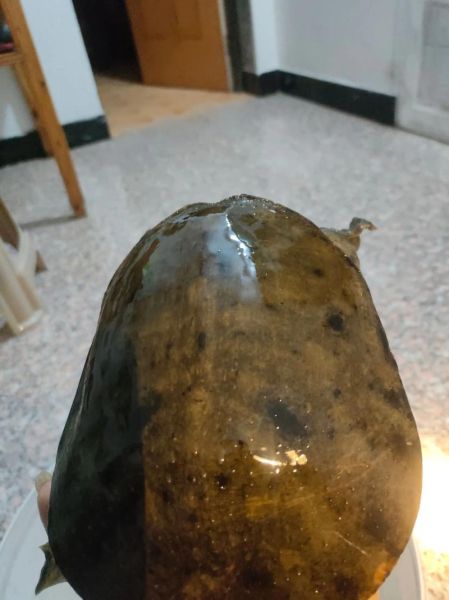 野生甲鱼功效_野生甲鱼有什么功效-第2张图片-山城妙识