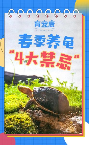 为什么养龟毁一生_养龟后悔了吗-第1张图片-山城妙识 为什么养龟毁一生_养龟后悔了吗-第1张图片-山城妙识