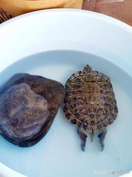 为什么养龟毁一生_养龟后悔了吗-第2张图片-山城妙识 为什么养龟毁一生_养龟后悔了吗-第2张图片-山城妙识