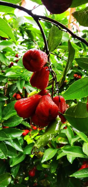 莲雾图片_莲雾怎么挑选-第1张图片-山城妙识