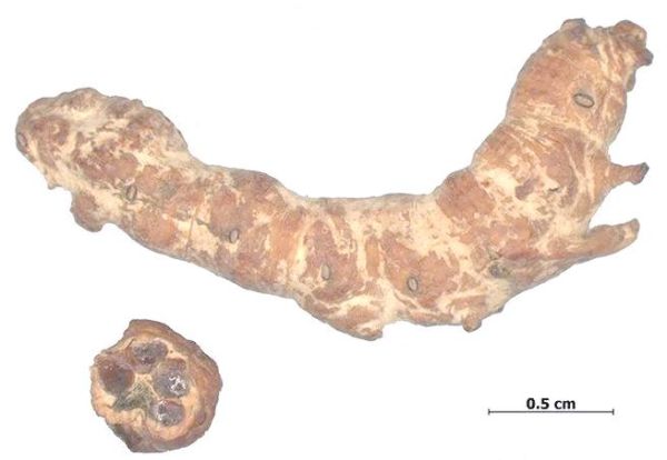 炒僵蚕图片长什么样_如何辨别真假炒僵蚕-第2张图片-山城妙识 炒僵蚕图片长什么样_如何辨别真假炒僵蚕-第2张图片-山城妙识