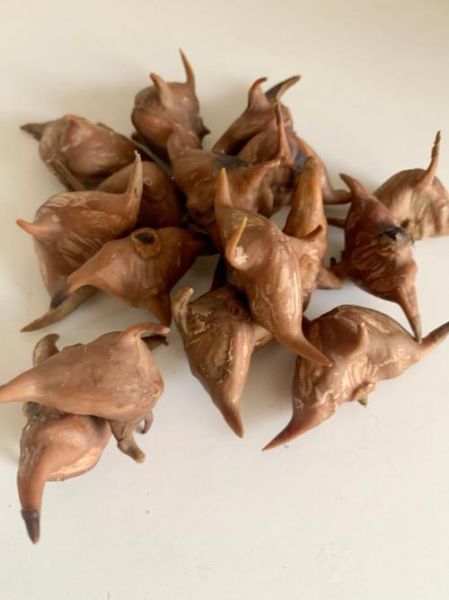 菱角怎么煮最简单_菱角煮多久才熟-第1张图片-山城妙识