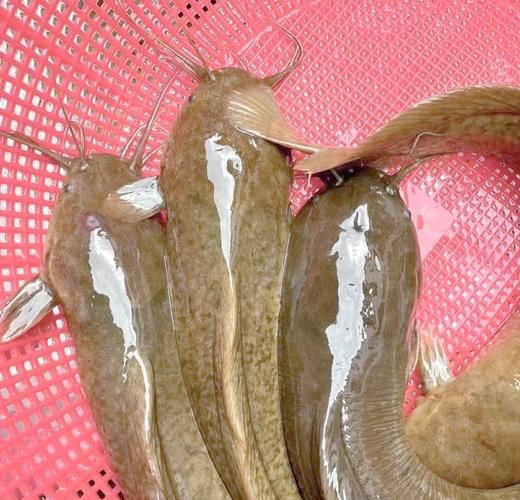 野生塘鲺能吃吗_塘鲺怎么清洗才安全-第1张图片-山城妙识