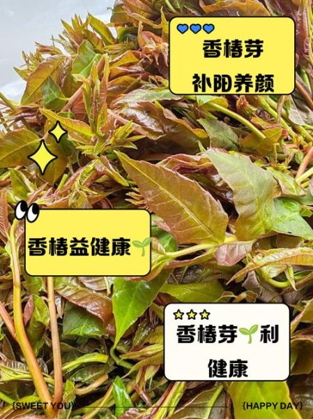 香椿芽的功效与作用禁忌_哪些人不能吃-第2张图片-山城妙识