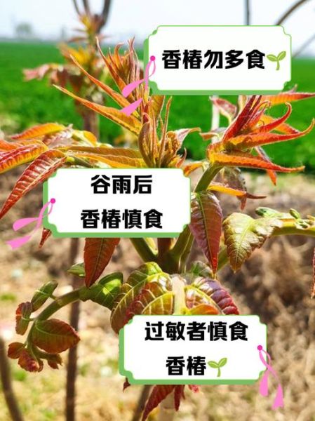 香椿芽的功效与作用禁忌_哪些人不能吃-第3张图片-山城妙识