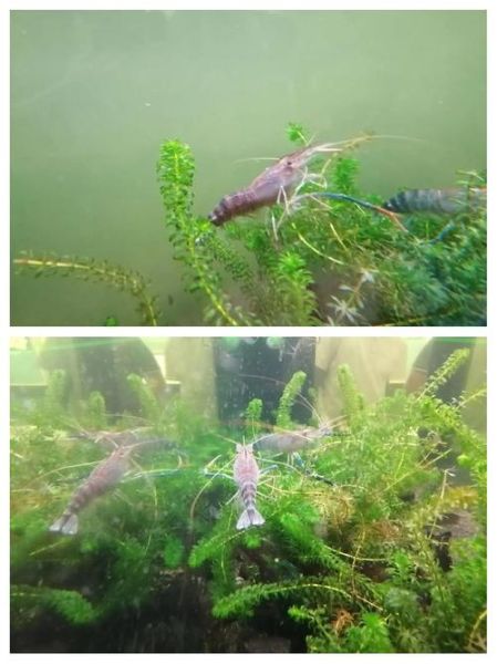 罗氏沼虾养殖条件_罗氏沼虾水质要求-第2张图片-山城妙识