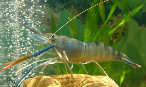 罗氏沼虾养殖条件_罗氏沼虾水质要求-第1张图片-山城妙识