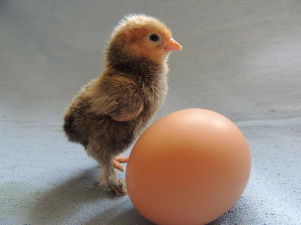 母鸡下蛋需要公鸡的配合吗_母鸡没有公鸡能下蛋吗-第2张图片-山城妙识