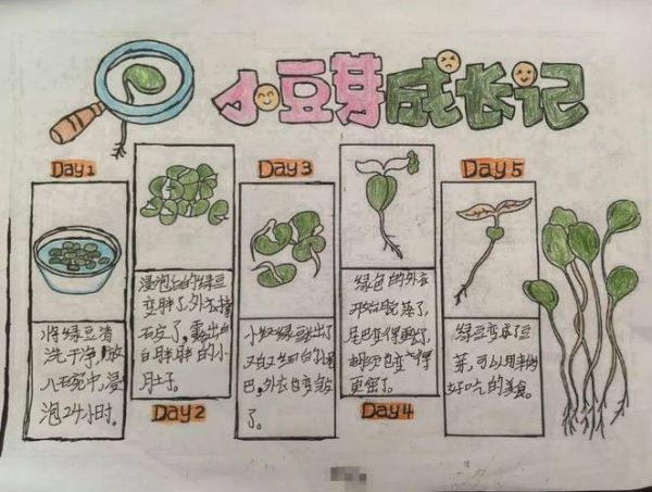 豆芽怎么发芽_豆芽发芽过程图片记录7天-第1张图片-山城妙识