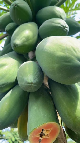 木瓜有几种品种_常见木瓜品种有哪些-第2张图片-山城妙识