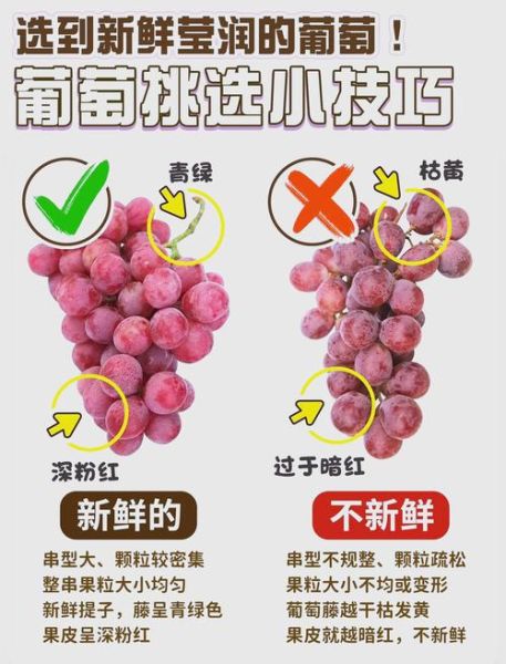 葡萄和提子哪个营养价值高_区别与功效全解析-第2张图片-山城妙识