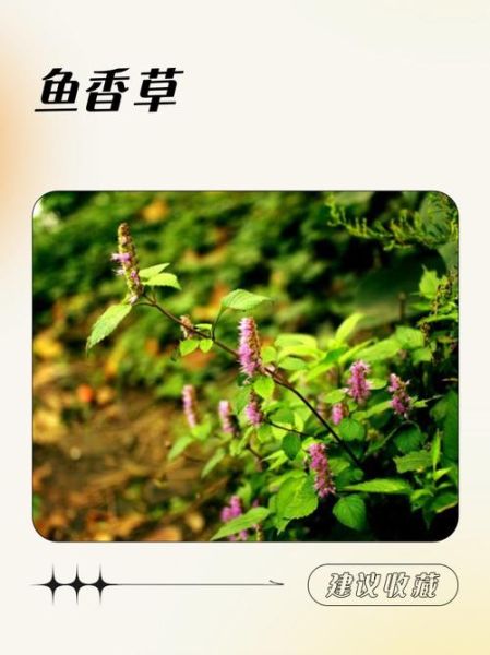 鱼香草图片长什么样_鱼香草功效与作用有哪些-第1张图片-山城妙识