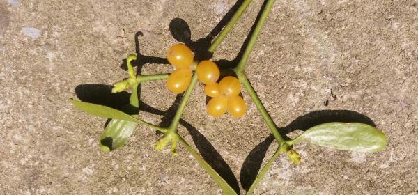 槲寄生功效与作用_槲寄生主治哪些病-第2张图片-山城妙识