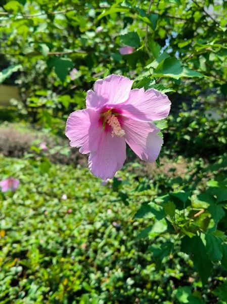 木槿花树图片_木槿花树长什么样-第2张图片-山城妙识