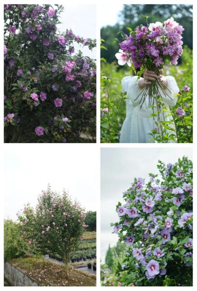 木槿花树图片_木槿花树长什么样-第1张图片-山城妙识