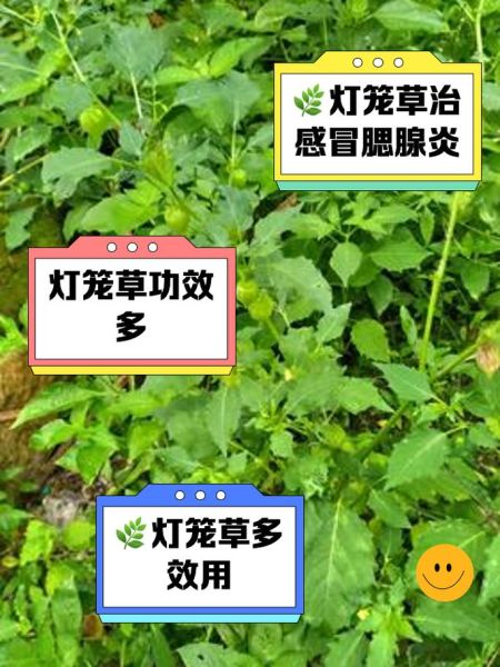 灯笼草的功效与作用_灯笼草可以泡水喝吗-第1张图片-山城妙识