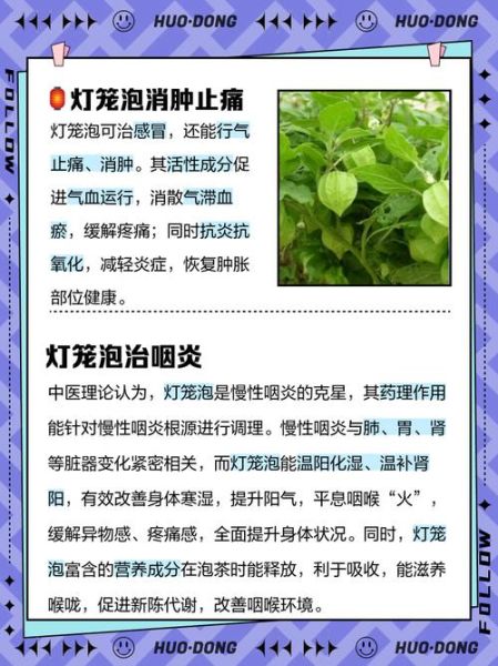 灯笼草的功效与作用_灯笼草可以泡水喝吗-第2张图片-山城妙识