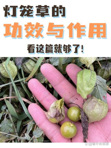 灯笼草的功效与作用_灯笼草可以泡水喝吗-第3张图片-山城妙识