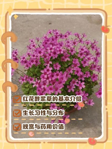 红花酢浆草怎么养_红花酢浆草花期多久-第2张图片-山城妙识 红花酢浆草怎么养_红花酢浆草花期多久-第2张图片-山城妙识
