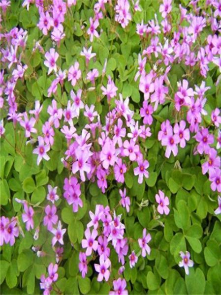 红花酢浆草怎么养_红花酢浆草花期多久-第1张图片-山城妙识 红花酢浆草怎么养_红花酢浆草花期多久-第1张图片-山城妙识