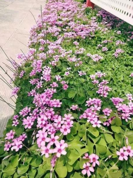 红花酢浆草怎么养_红花酢浆草花期多久-第3张图片-山城妙识 红花酢浆草怎么养_红花酢浆草花期多久-第3张图片-山城妙识