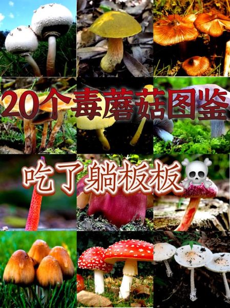 野生菌菇图片大全_如何辨别可食用与有毒-第3张图片-山城妙识