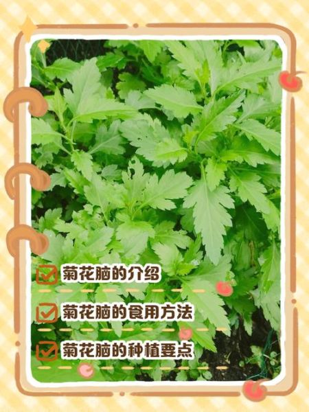 菊花脑的功效与作用_菊花脑怎么吃-第2张图片-山城妙识