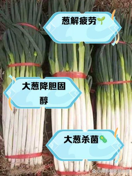 生吃大葱能提高性功能吗_大葱壮阳真相-第1张图片-山城妙识