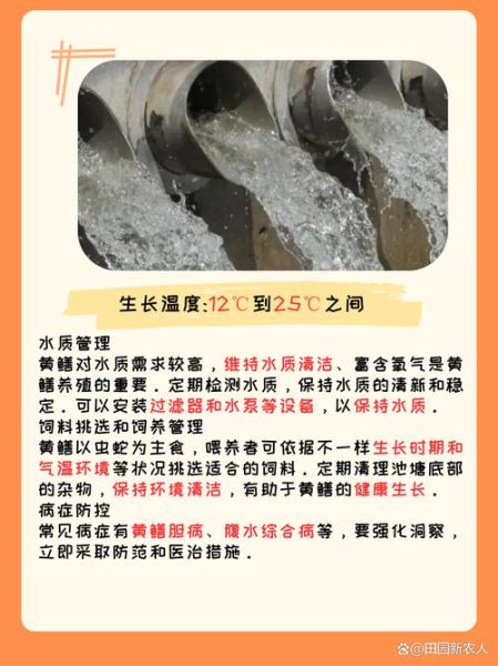 鳝鱼养殖技术_鳝鱼养殖管理要点-第2张图片-山城妙识 鳝鱼养殖技术_鳝鱼养殖管理要点-第2张图片-山城妙识