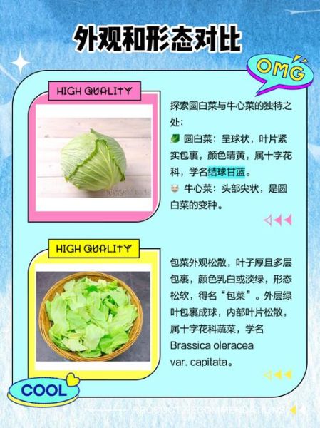 圆白菜和包菜的区别_圆白菜和包菜哪个更好吃-第1张图片-山城妙识 圆白菜和包菜的区别_圆白菜和包菜哪个更好吃-第1张图片-山城妙识