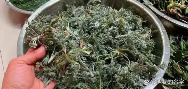 野生苦麻菜图片_如何识别真假苦麻菜-第1张图片-山城妙识 野生苦麻菜图片_如何识别真假苦麻菜-第1张图片-山城妙识