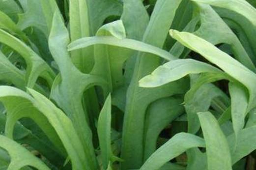 野生苦麻菜图片_如何识别真假苦麻菜-第2张图片-山城妙识 野生苦麻菜图片_如何识别真假苦麻菜-第2张图片-山城妙识