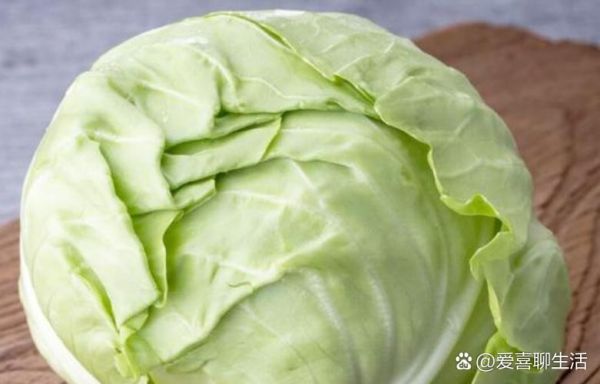 圆白菜和包菜的区别_圆白菜和包菜哪个更好吃-第3张图片-山城妙识 圆白菜和包菜的区别_圆白菜和包菜哪个更好吃-第3张图片-山城妙识