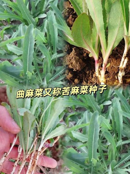 野生苦麻菜图片_如何识别真假苦麻菜-第3张图片-山城妙识 野生苦麻菜图片_如何识别真假苦麻菜-第3张图片-山城妙识