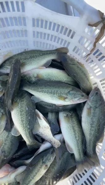 鲈鱼多少钱一斤_今日鲈鱼批发价格走势-第3张图片-山城妙识